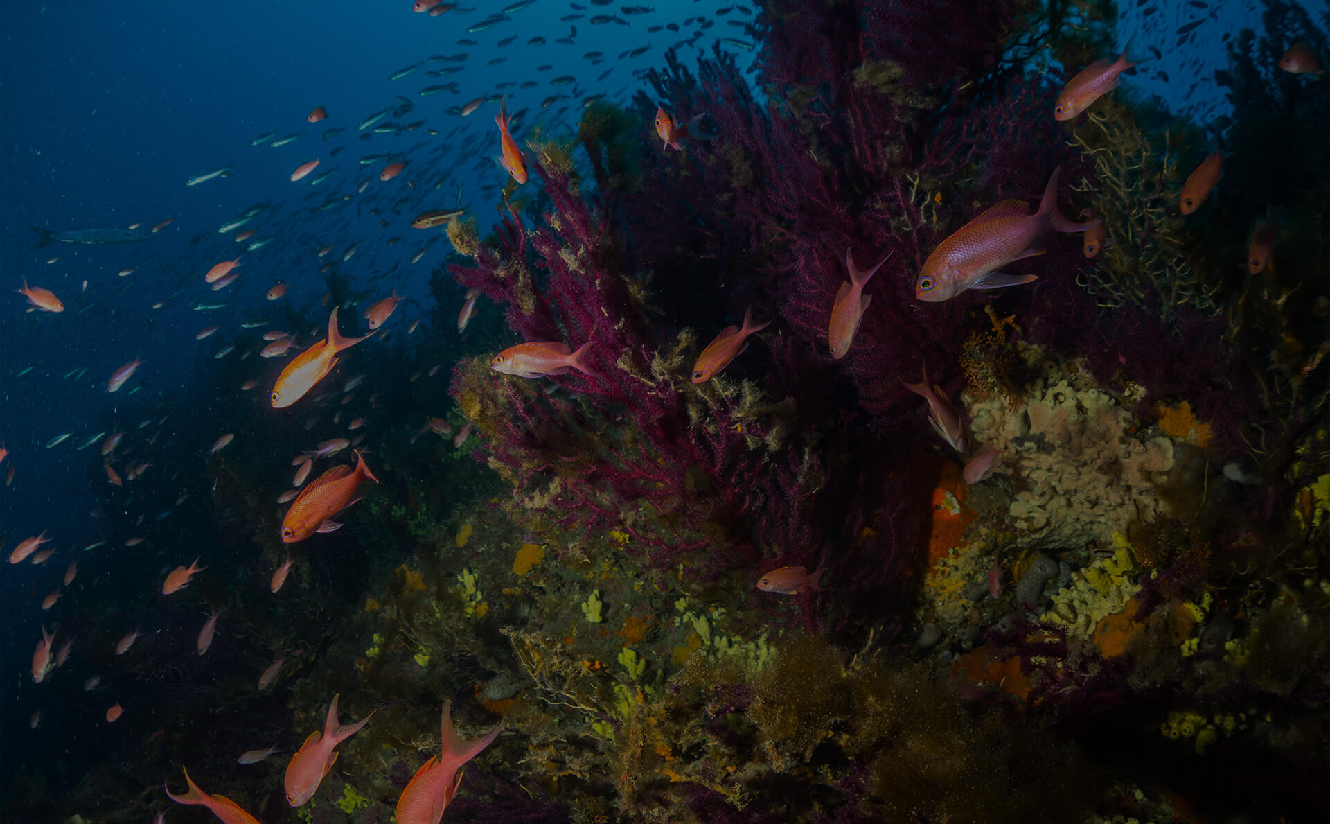 Biodiversité - solutions pour la restauration et le développement marin