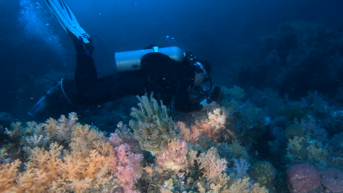 Coral Assessment and Innovative Restoration Approach Design in Duka Bay ...